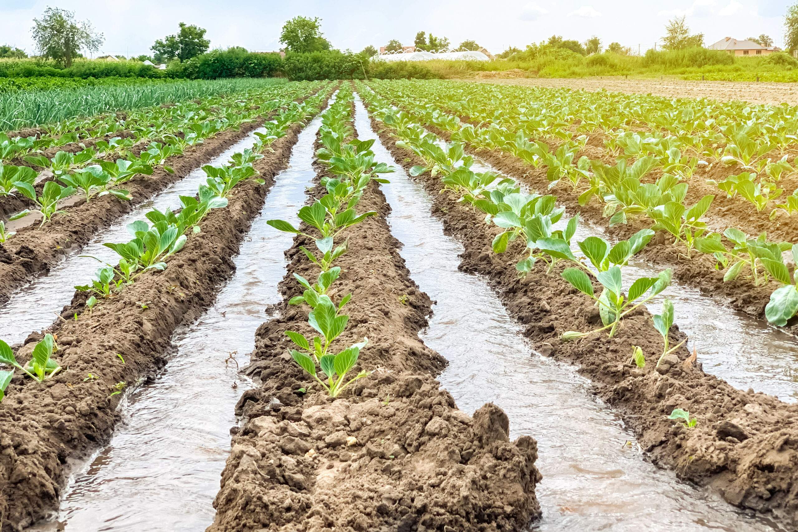Pre-harvest Field & Irrigation Water Sampling - IEH Academy